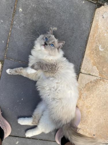 European RAGDOLLS cat / kittens For Sale in London, Walthamstow | Preloved