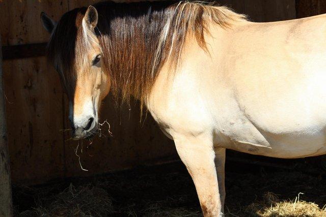 Horses and Ponies for loan For Loan in Ely, Cambridgeshire | Preloved