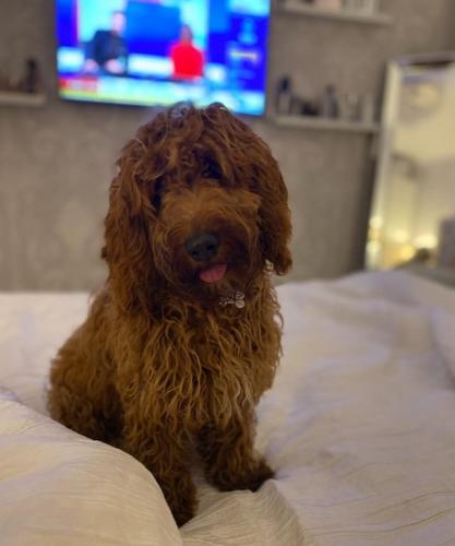 Fox red F1 Cockapoo female two years old For Sale in Exmouth, Devon ...