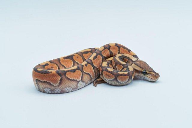 Baby Royal Python: Orange Dream Cinnamon Hypo Poss Blaze MAL For Sale ...