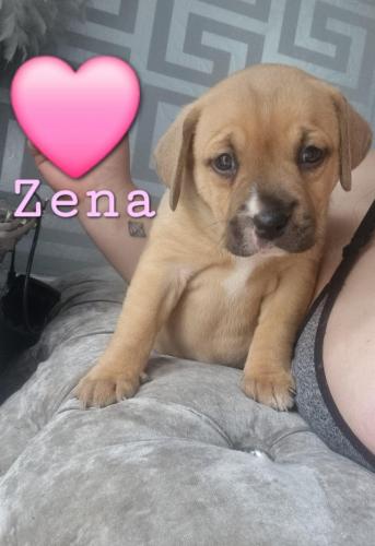 Blue Staff x Labrador Puppies! - 6 Weeks Old **3 Left** For Sale in ...