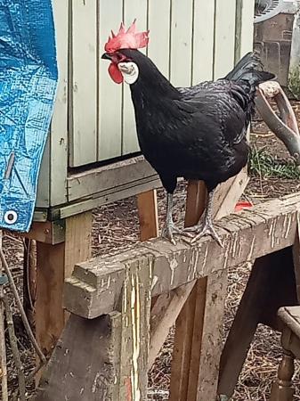 Black Spanish hens.poultry For Sale in Beeston, Nottm | Preloved