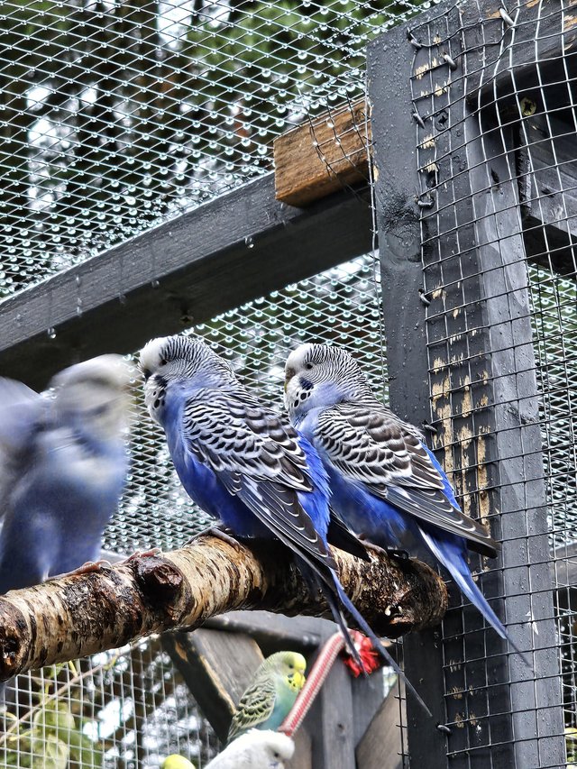 Local Classifieds | Preloved