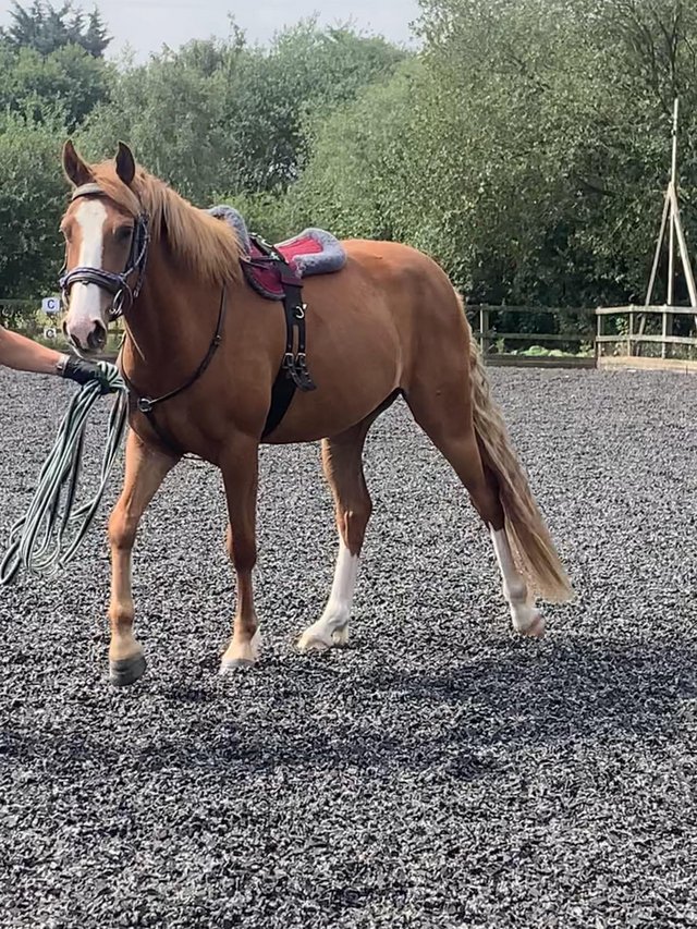 15hh chestnut gelding Connemara x tb For Sale in Lincoln, Lincolnshire ...