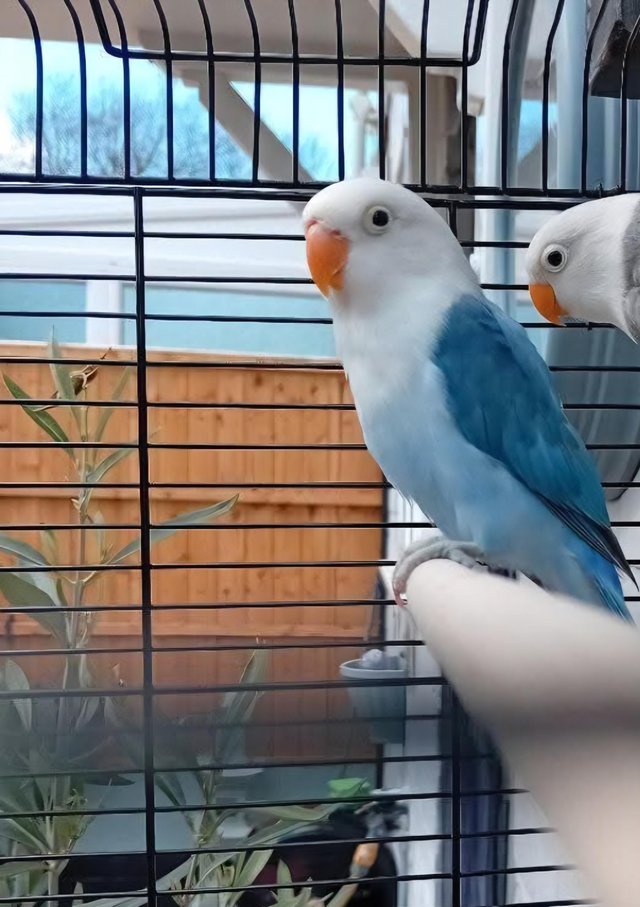 Local Classifieds | Preloved