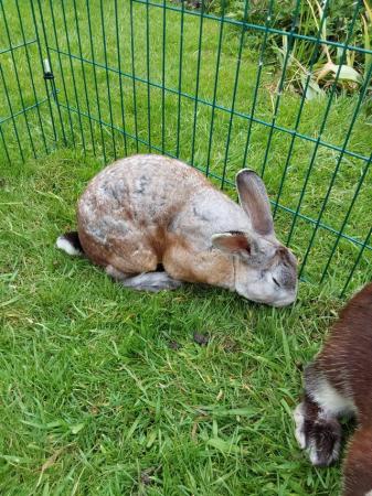 Two beautiful male rabbits For Sale in Rotherham, South Yorkshire ...