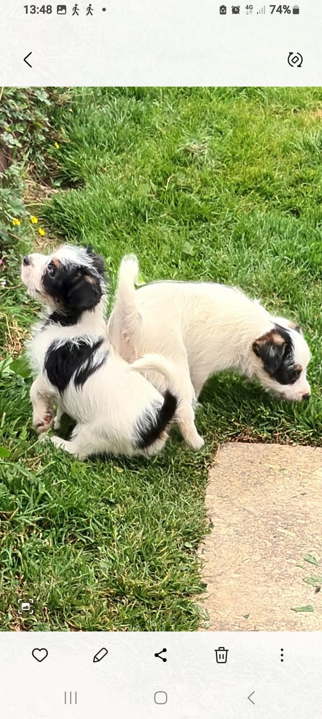 Local Classifieds | Preloved