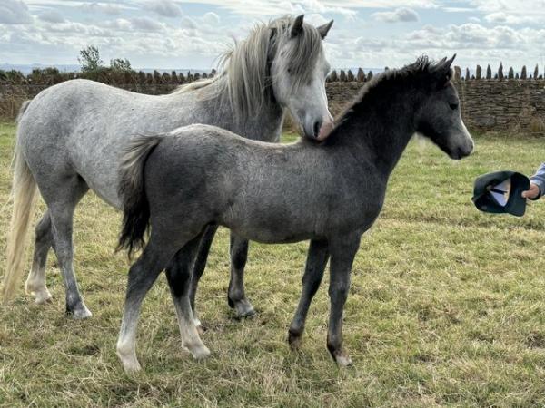 Grey Welsh Section A Foal For Sale in Frome, Somerset | Preloved