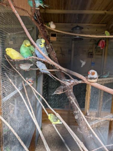 Various Aviary Bred Birds for Sale (Zebra, Budgies, Bourkes) For Sale ...