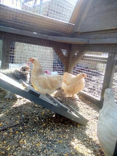 Pekin bantam hens for sale. For Sale in Market Harborough ...