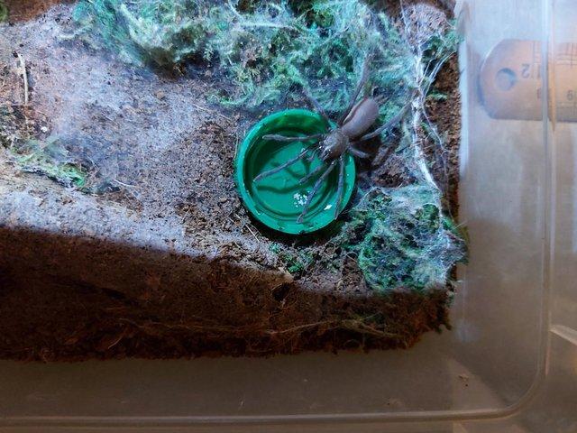 Birupes Simoroxigorum - Blue leg Tarantula For Sale in Washington, Tyne ...