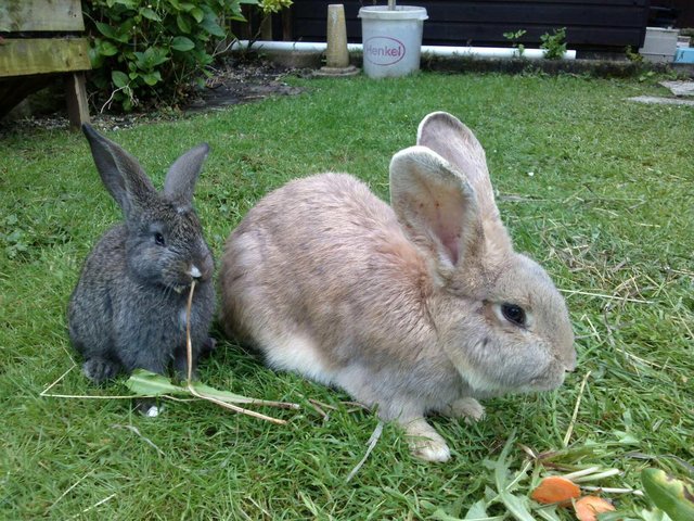 Giant Flemish French Lop Cross rabbits for sale For Sale in Burton-on ...