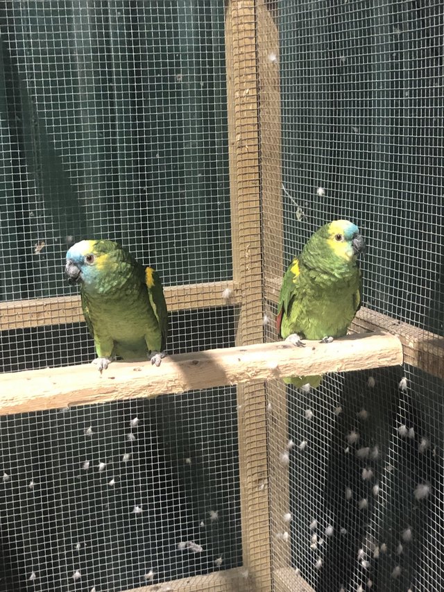 Local Classifieds | Preloved