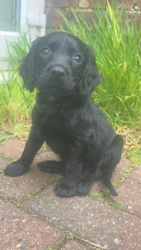 Cocker spaniel puppy male For Sale in Castleford, West Yorkshire | Preloved