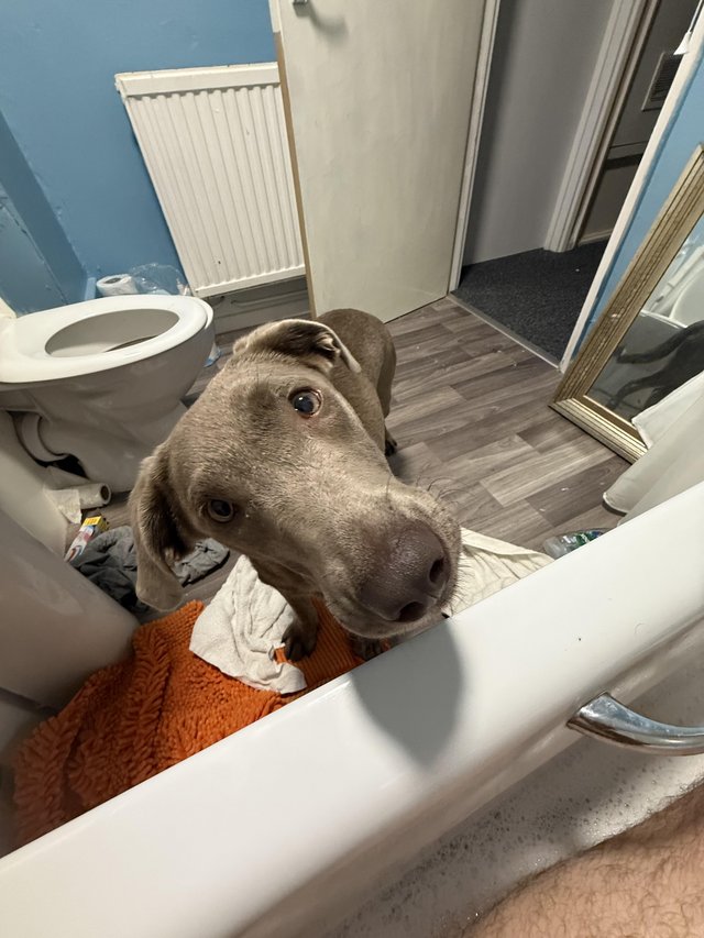 Local Classifieds | Preloved