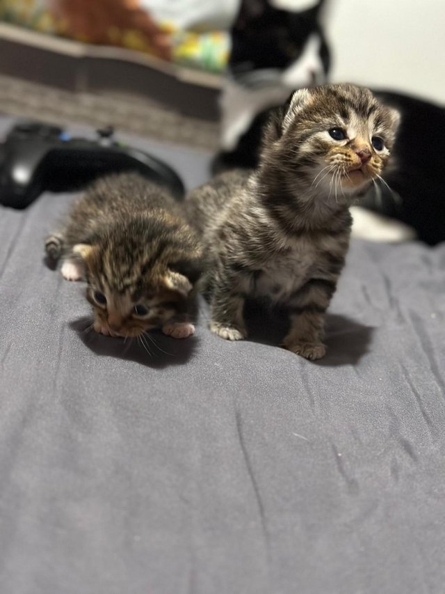 Local Classifieds | Preloved