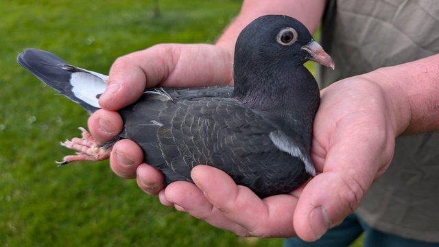 Racing pigeons 2024 young: coloured For Sale in Mansfield | Preloved