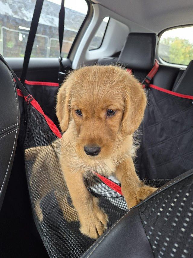 Local Classifieds | Preloved