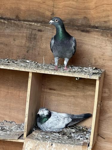 Beautiful pigeons available For Sale in Peterborough, Cambridgeshire ...
