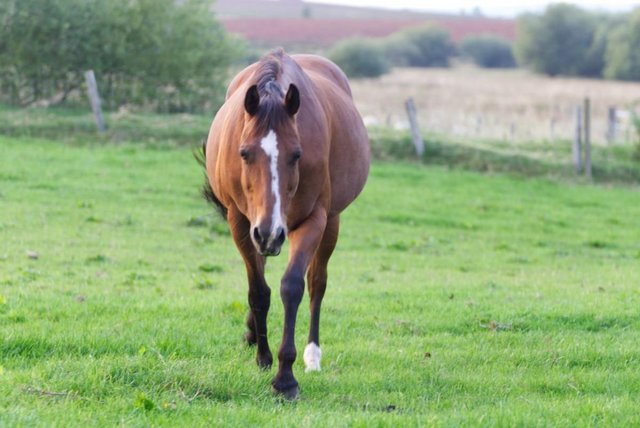 Beautiful Quarter Horse Mare For Sale in Brecon, Powys | Preloved