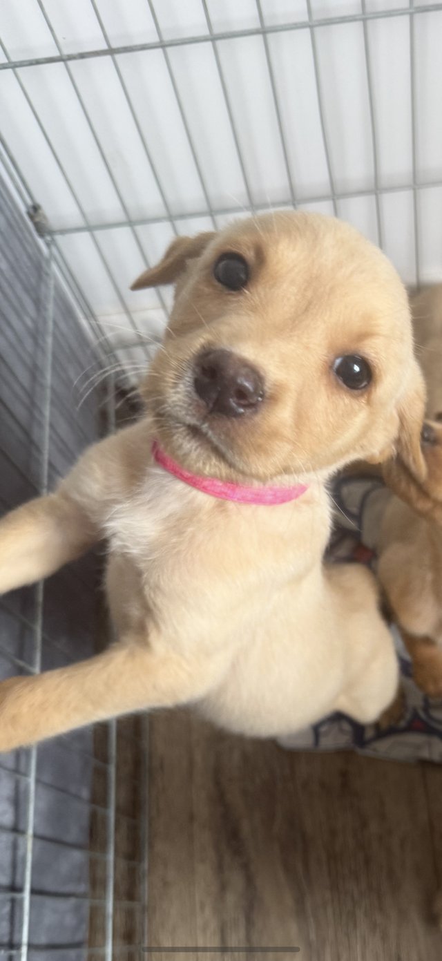 Local Classifieds | Preloved