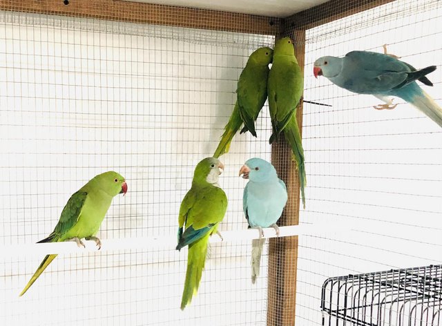 Local Classifieds | Preloved