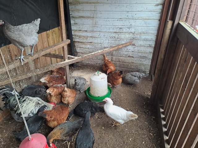 POL.CHICKENS..available now.(vaccinated).now laying For Sale in ...