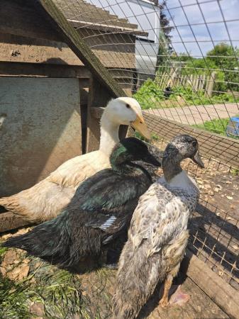7 week old Ducks - Various Varietys For Sale in Rye, East Sussex | Preloved
