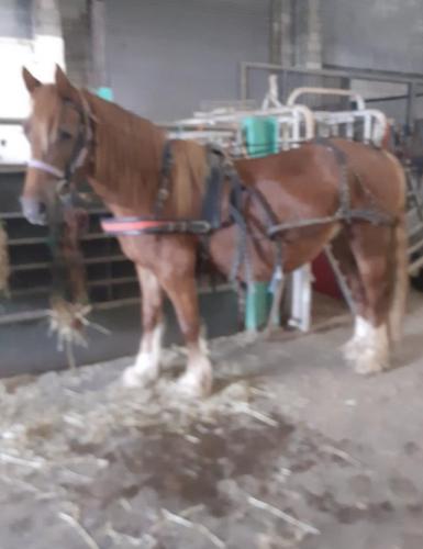 Fully registered Welsh sec D chestnut For Sale in Shrewsbury ...
