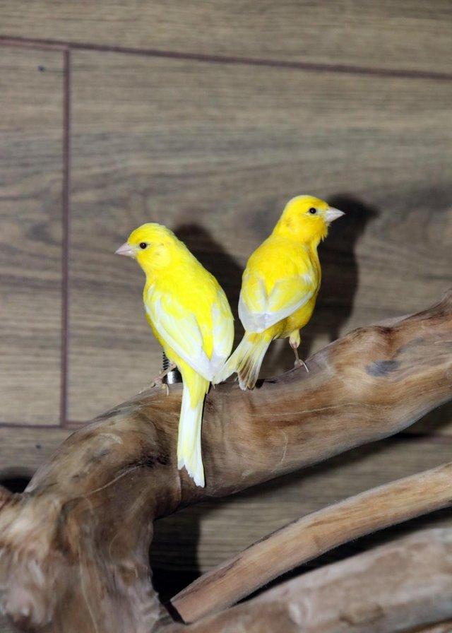 Local Classifieds | Preloved