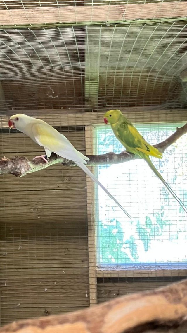 Local Classifieds | Preloved