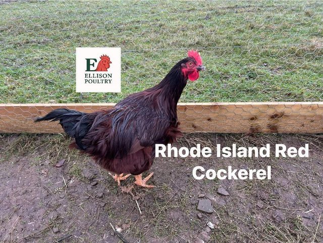 Local Classifieds | Preloved