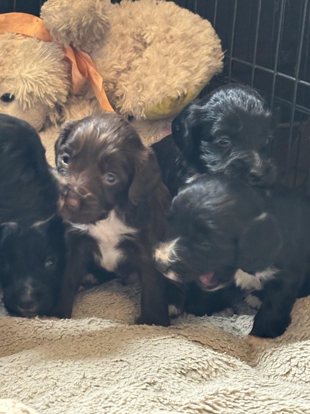 Local Classifieds | Preloved