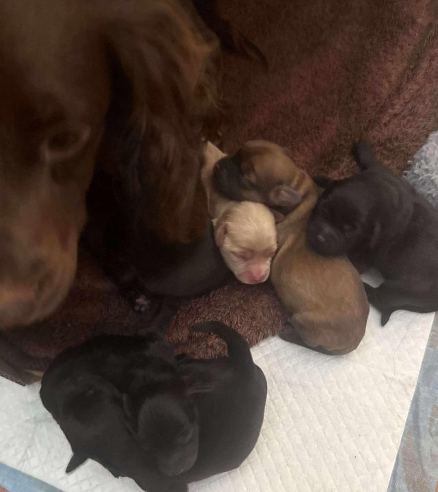 Local Classifieds | Preloved