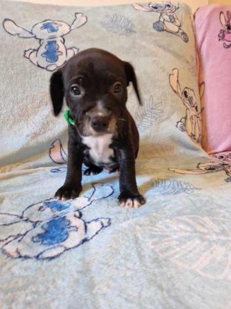READY NOW Cocker Spaniel Cross blue staffy Puppies for sale. For Sale ...
