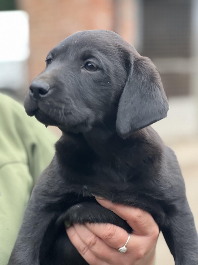 Local Classifieds | Preloved