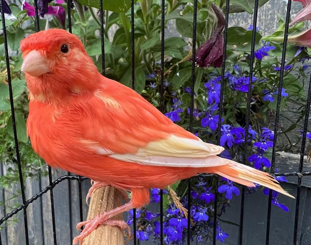 Local Classifieds | Preloved