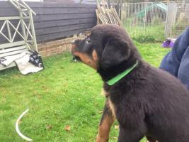 Local Classifieds | Preloved