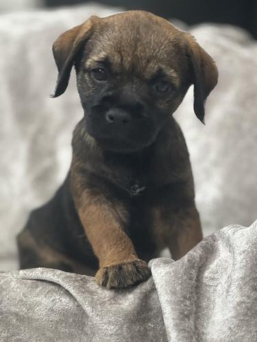 Slem clear border terrier girl 3/4 oxcroft ready now For Sale in ...
