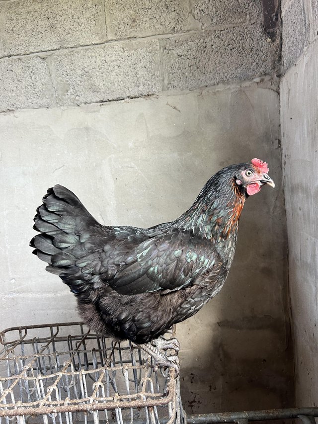 23 week old POL hybrid pullets chickens For Sale in Nr Axbridge ...
