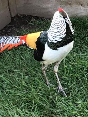 Pair and single cock of Quality Lady Amhurst pheasant poults For Sale ...