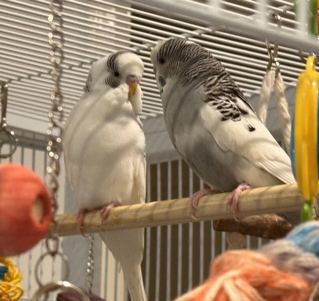 Local Classifieds | Preloved