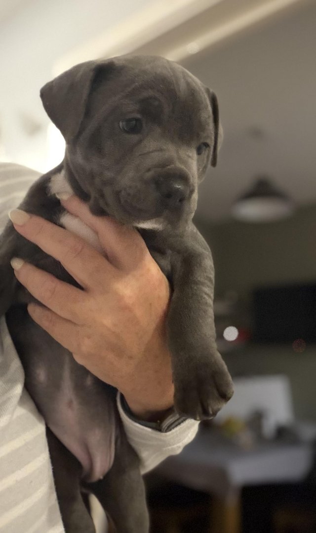 Local Classifieds | Preloved