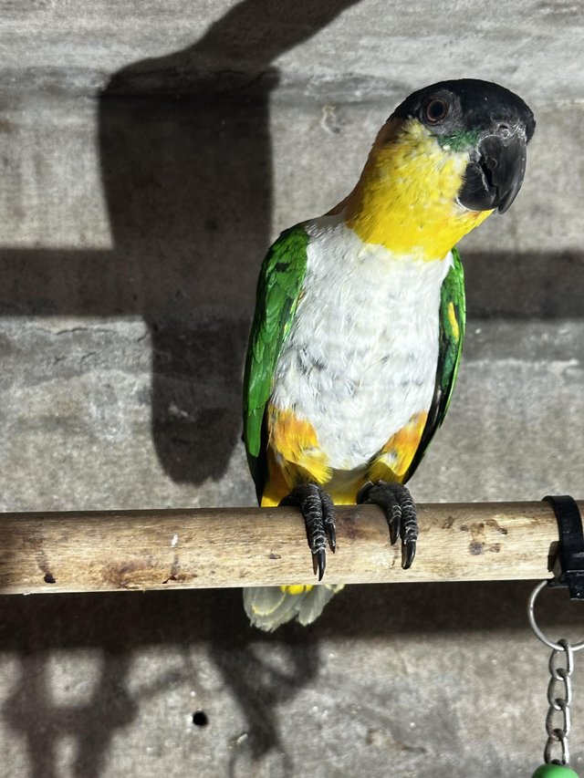 Local Classifieds | Preloved