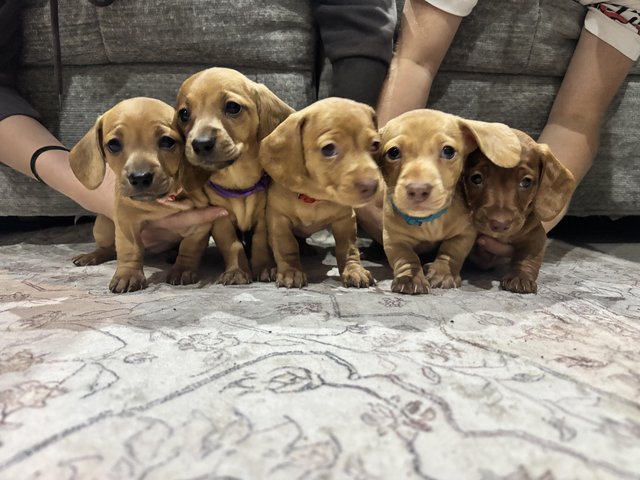 Local Classifieds | Preloved