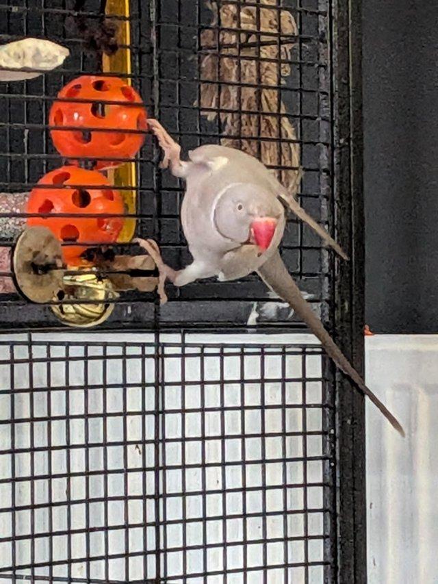 Local Classifieds | Preloved