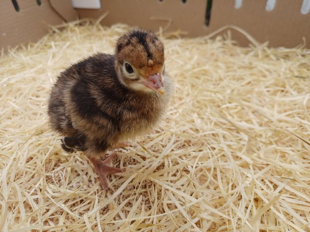 Local Classifieds | Preloved