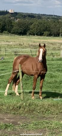 15hh chestnut gelding Connemara x tb For Sale in Lincoln, Lincolnshire ...