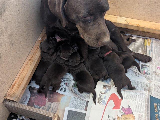 Local Classifieds | Preloved