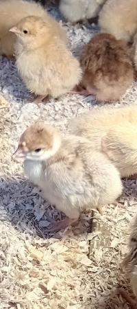 4 Bourbon red x Norfolk bronze turkey poults. £10 ono For Sale in ...